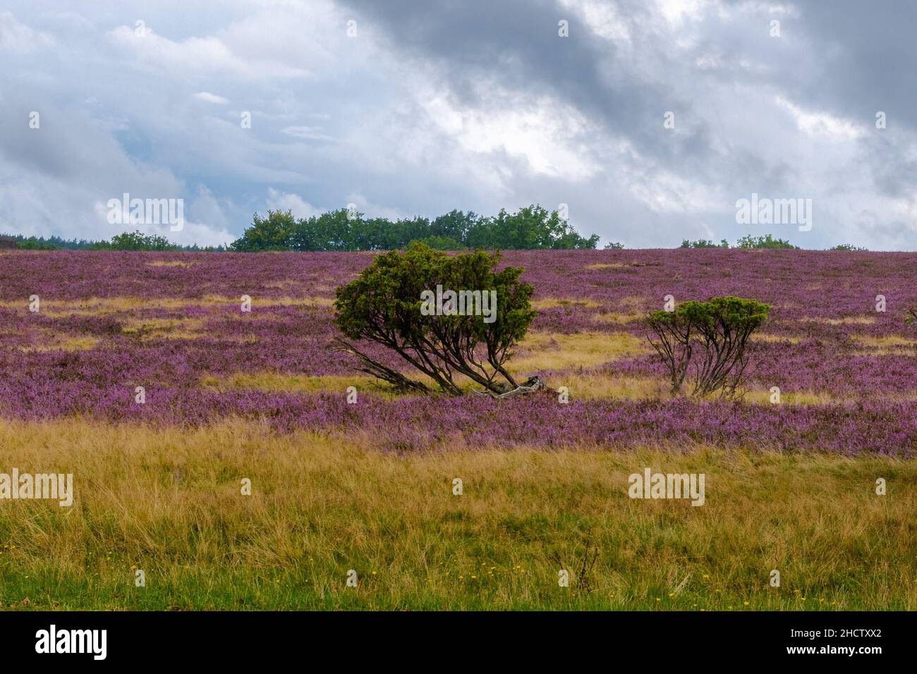 die Lüneburger Heide in Niedersachsen im Sommer zur Heideblüte Stock ...