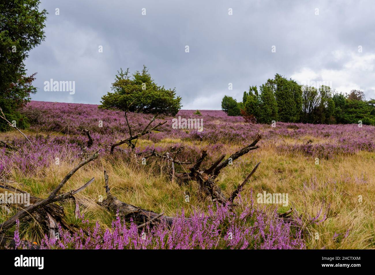 die Lüneburger Heide in Niedersachsen im Sommer zur Heideblüte Stock ...