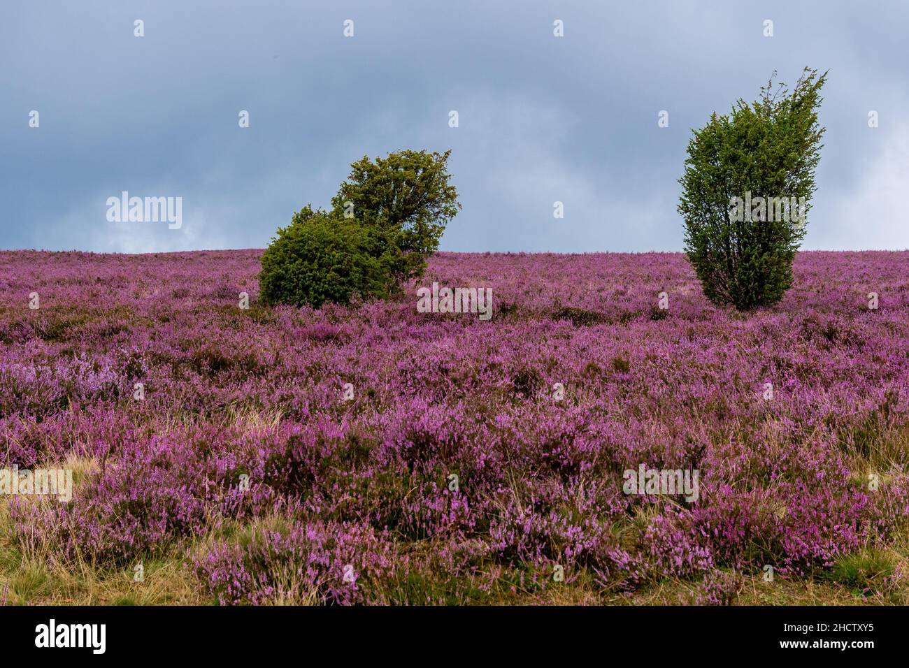 die Lüneburger Heide in Niedersachsen im Sommer zur Heideblüte Stock ...