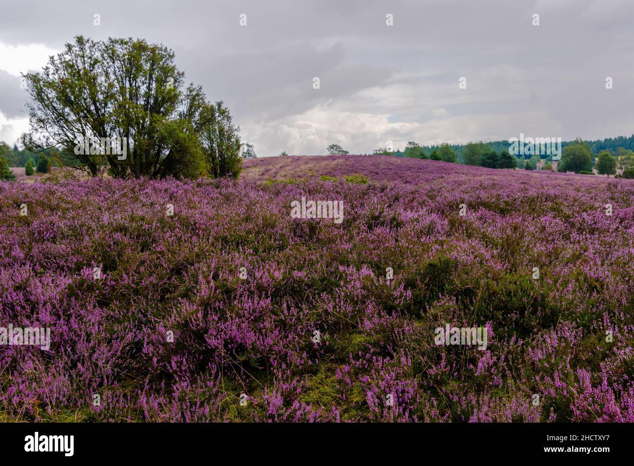 die Lüneburger Heide in Niedersachsen im Sommer zur Heideblüte Stock ...