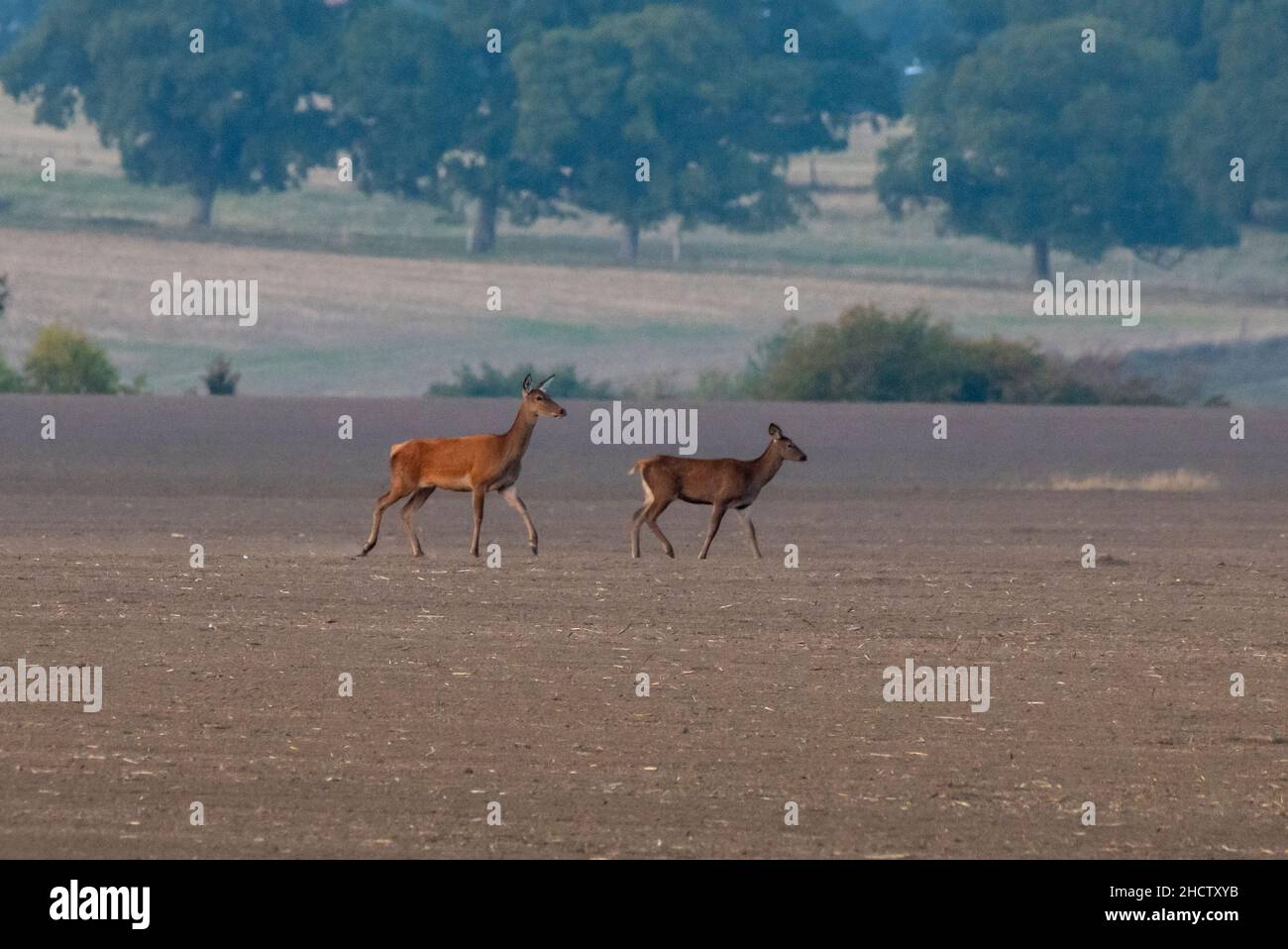 Red deer during mating season Stock Photo - Alamy