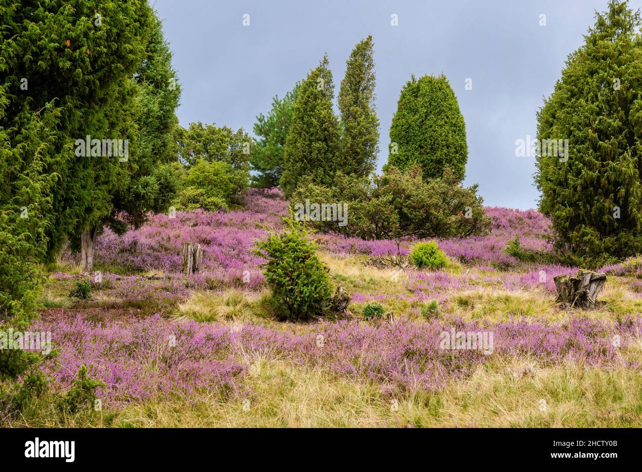 die Lüneburger Heide in Niedersachsen im Sommer zur Heideblüte Stock ...