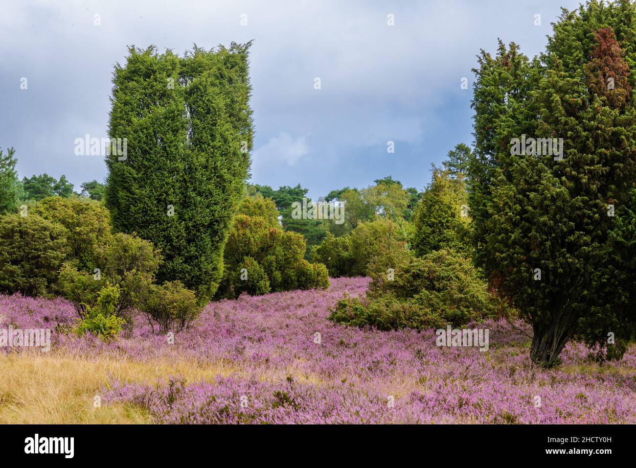 die Lüneburger Heide in Niedersachsen im Sommer zur Heideblüte Stock ...