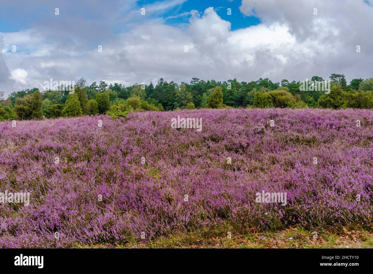 die Lüneburger Heide in Niedersachsen im Sommer zur Heideblüte Stock ...