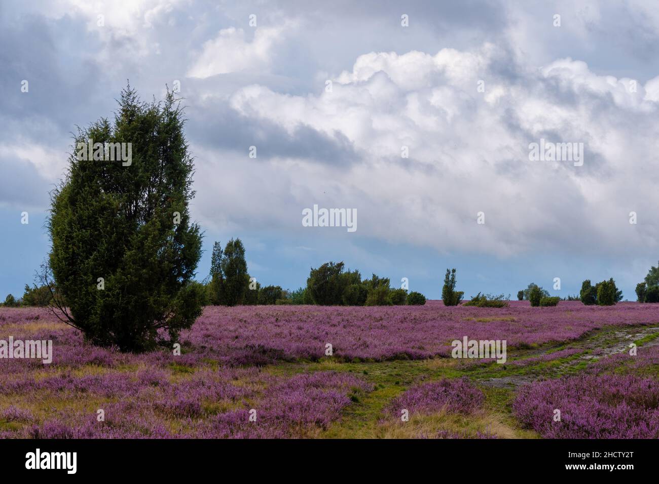 die Lüneburger Heide in Niedersachsen im Sommer zur Heideblüte Stock ...