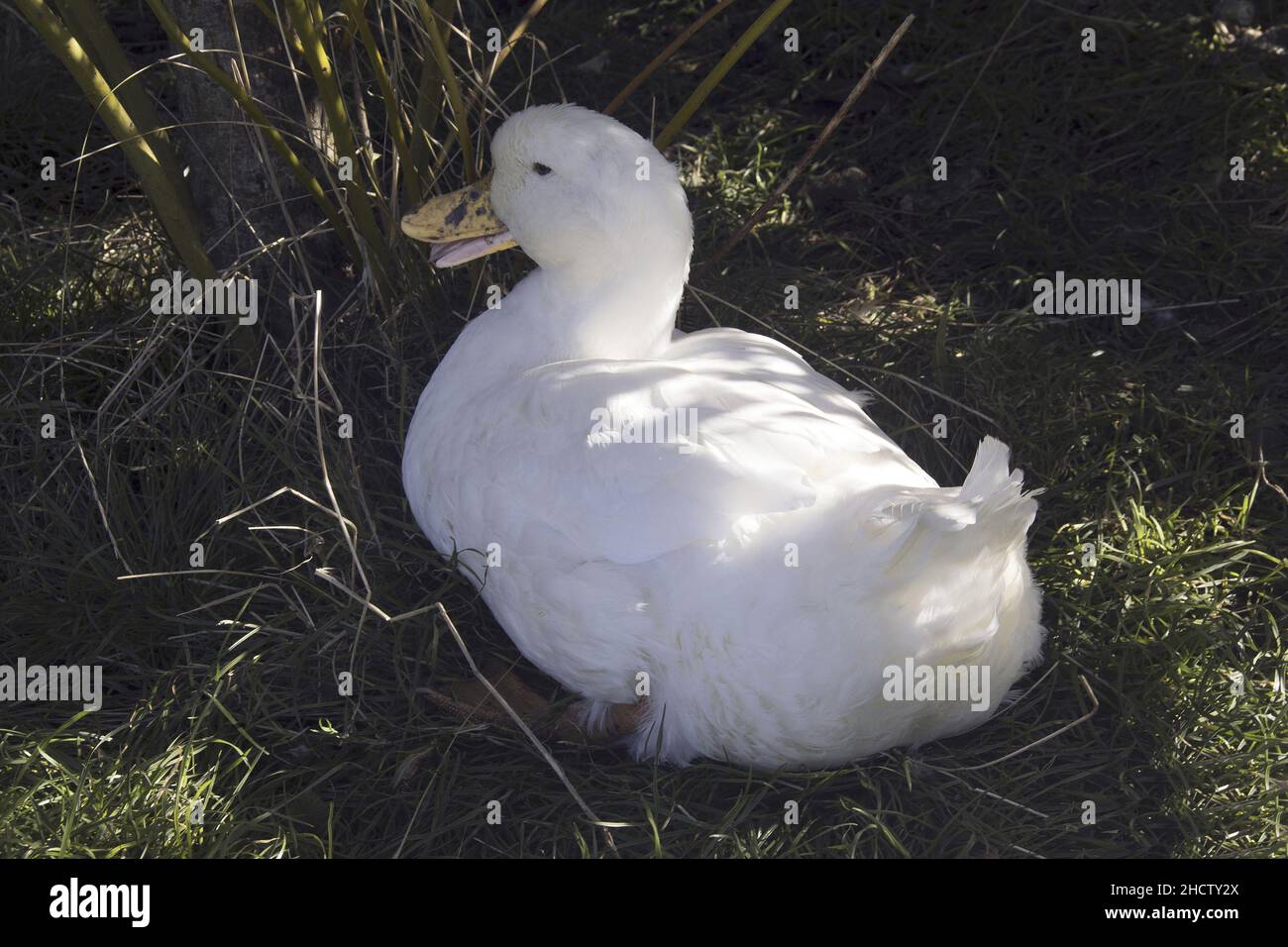 Domesticated duck breed hi-res stock photography and images - Alamy