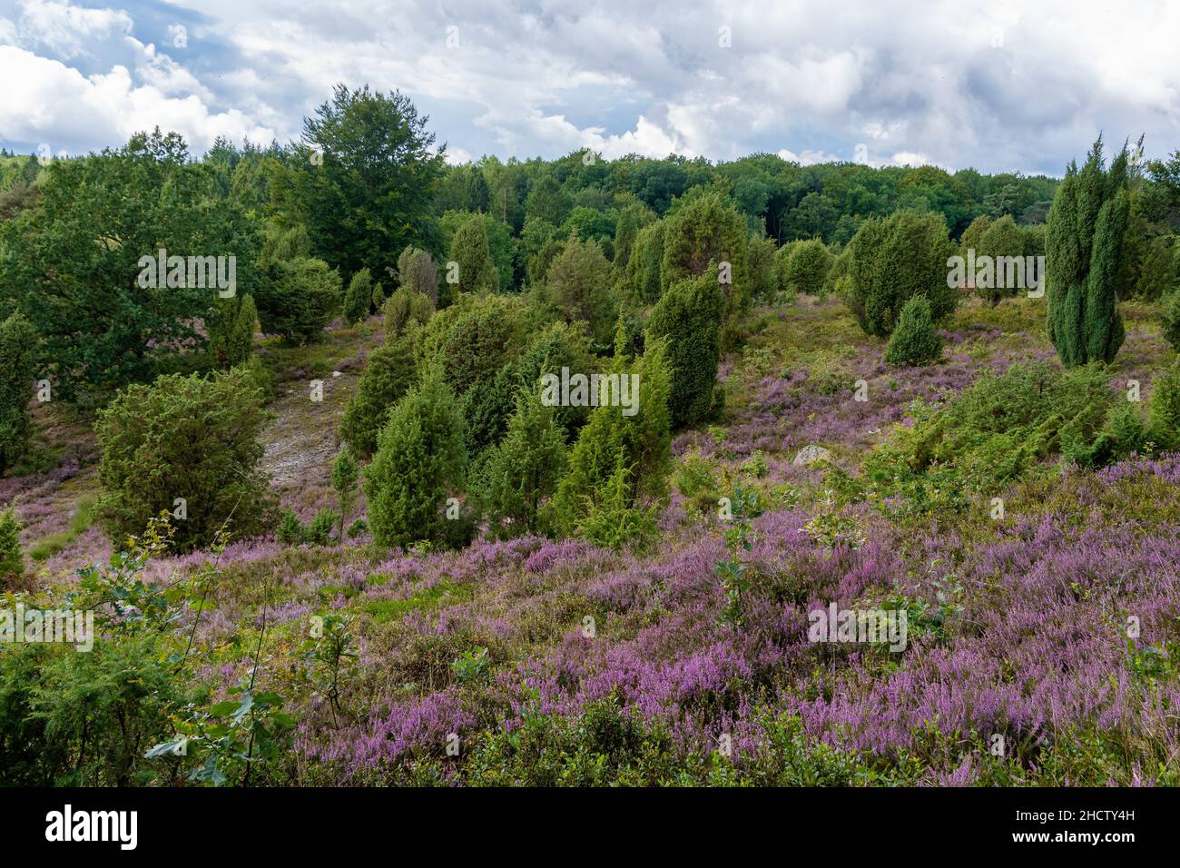 die Lüneburger Heide in Niedersachsen im Sommer zur Heideblüte Stock ...