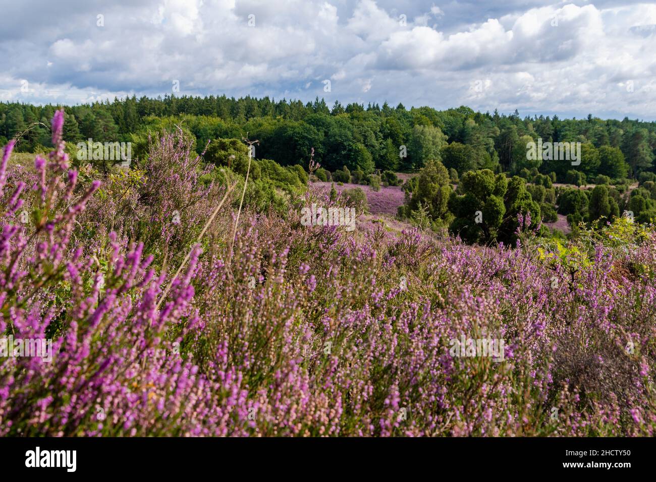 die Lüneburger Heide in Niedersachsen im Sommer zur Heideblüte Stock ...