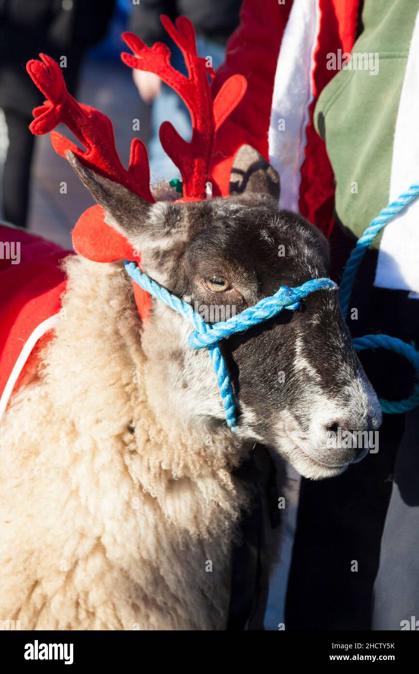 Black faced sheep horns hi-res stock photography and images - Alamy