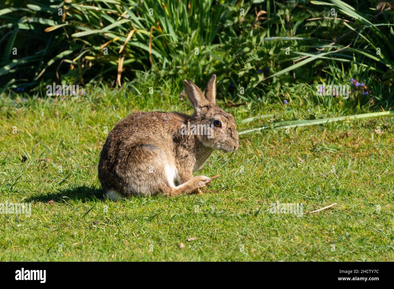 Wild rabbit sitting on the grass Stock Photo - Alamy