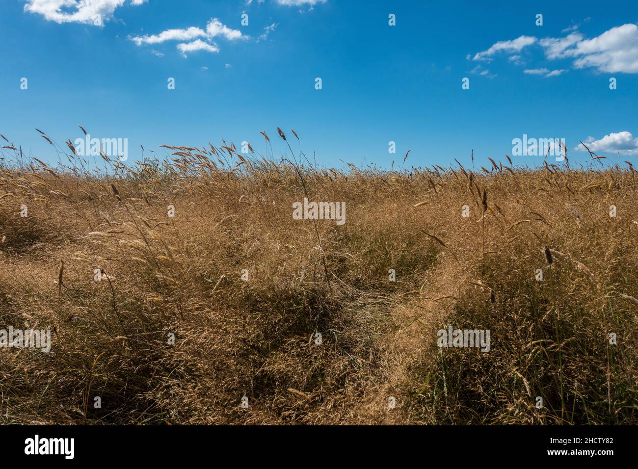 A grass bank with grasses and blue sky with clouds Stock Photo - Alamy