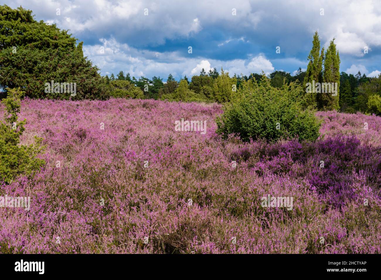 die Lüneburger Heide in Niedersachsen im Sommer zur Heideblüte Stock ...