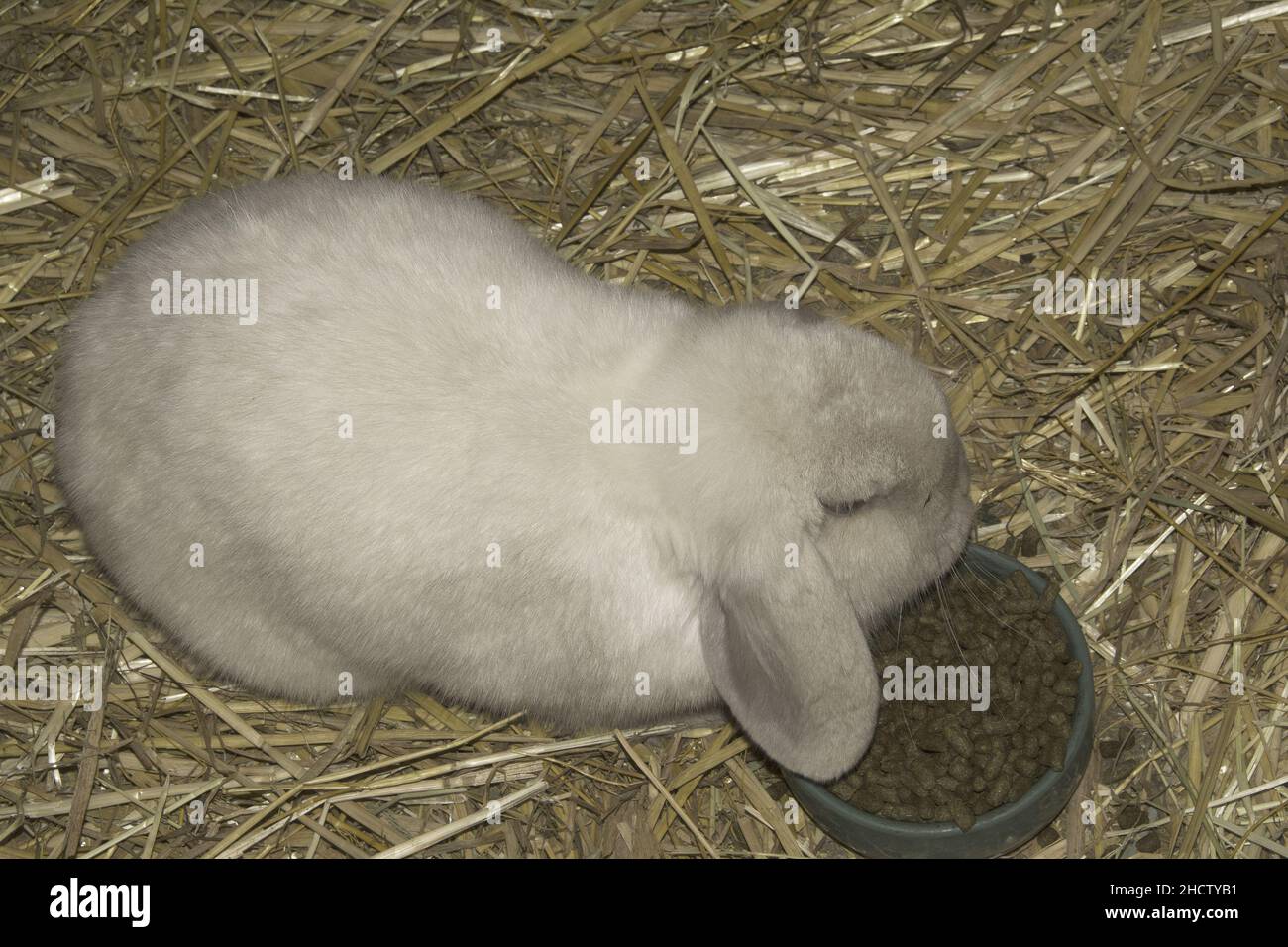 LOP EARED RABBIT Stock Photo - Alamy