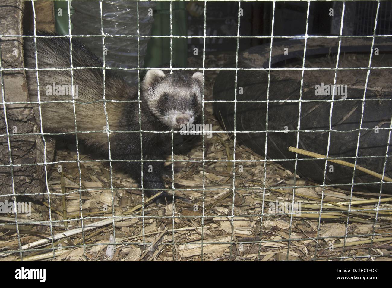 Polecat family hi-res stock photography and images - Alamy