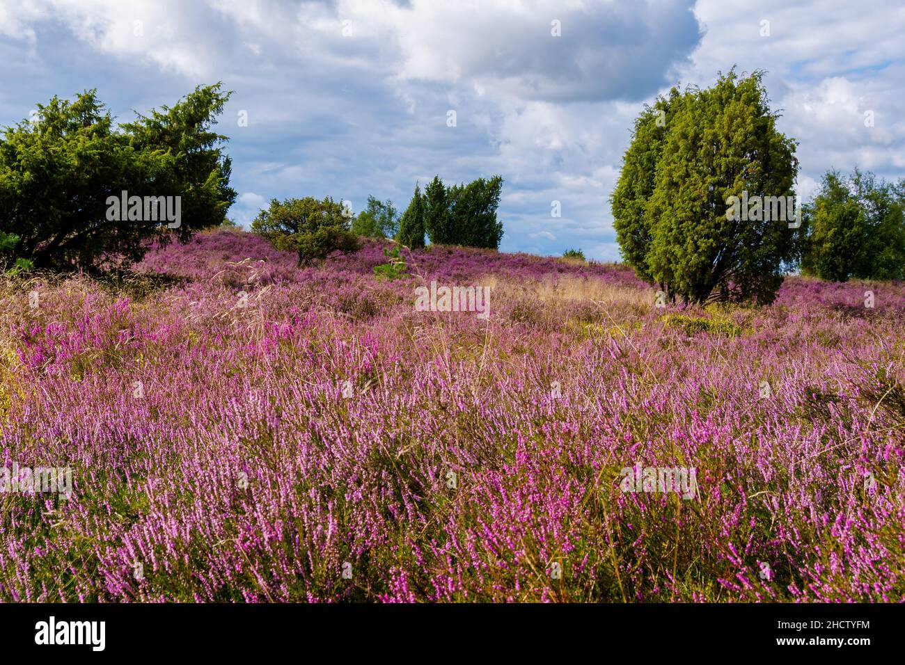 die Lüneburger Heide in Niedersachsen im Sommer zur Heideblüte Stock ...