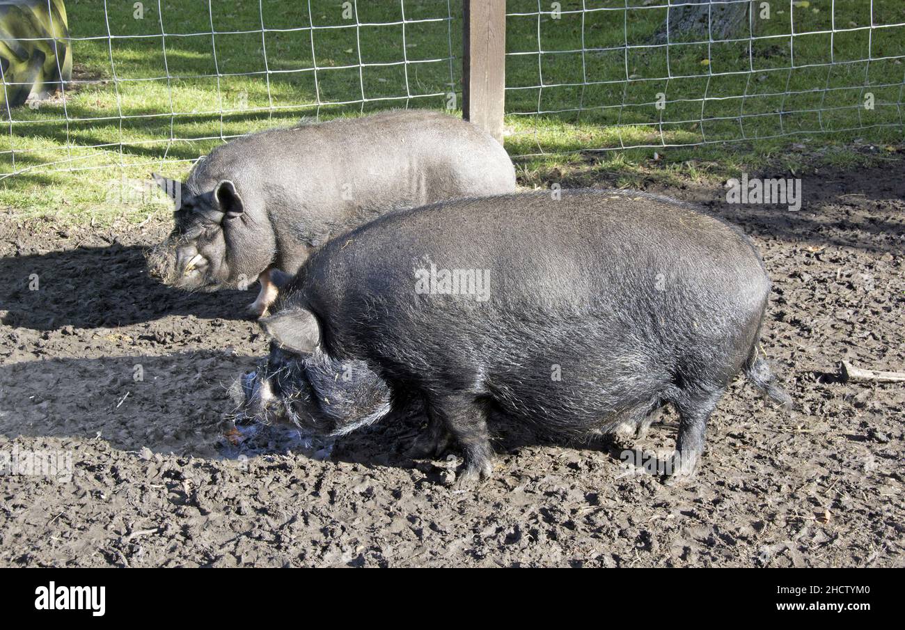 LARGE BLACK PIGS Stock Photo - Alamy