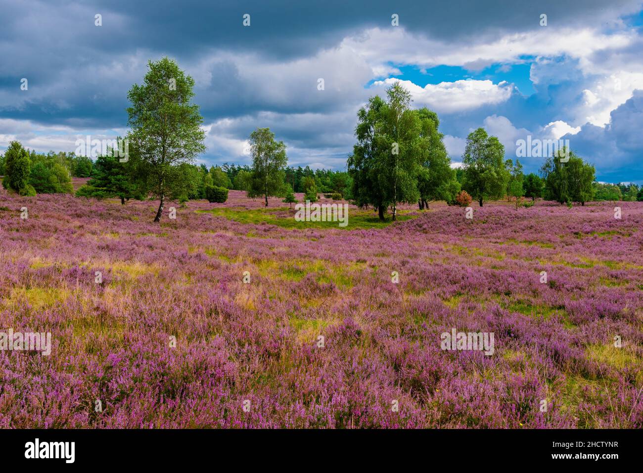 die Lüneburger Heide in Niedersachsen im Sommer zur Heideblüte Stock ...