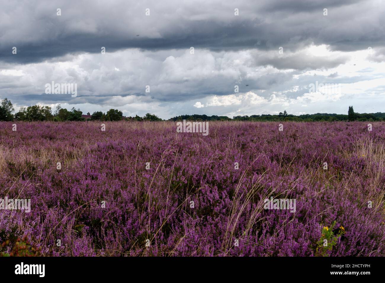die Lüneburger Heide in Niedersachsen im Sommer zur Heideblüte Stock ...