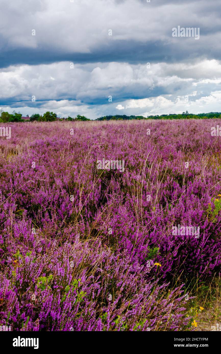 die Lüneburger Heide in Niedersachsen im Sommer zur Heideblüte Stock ...