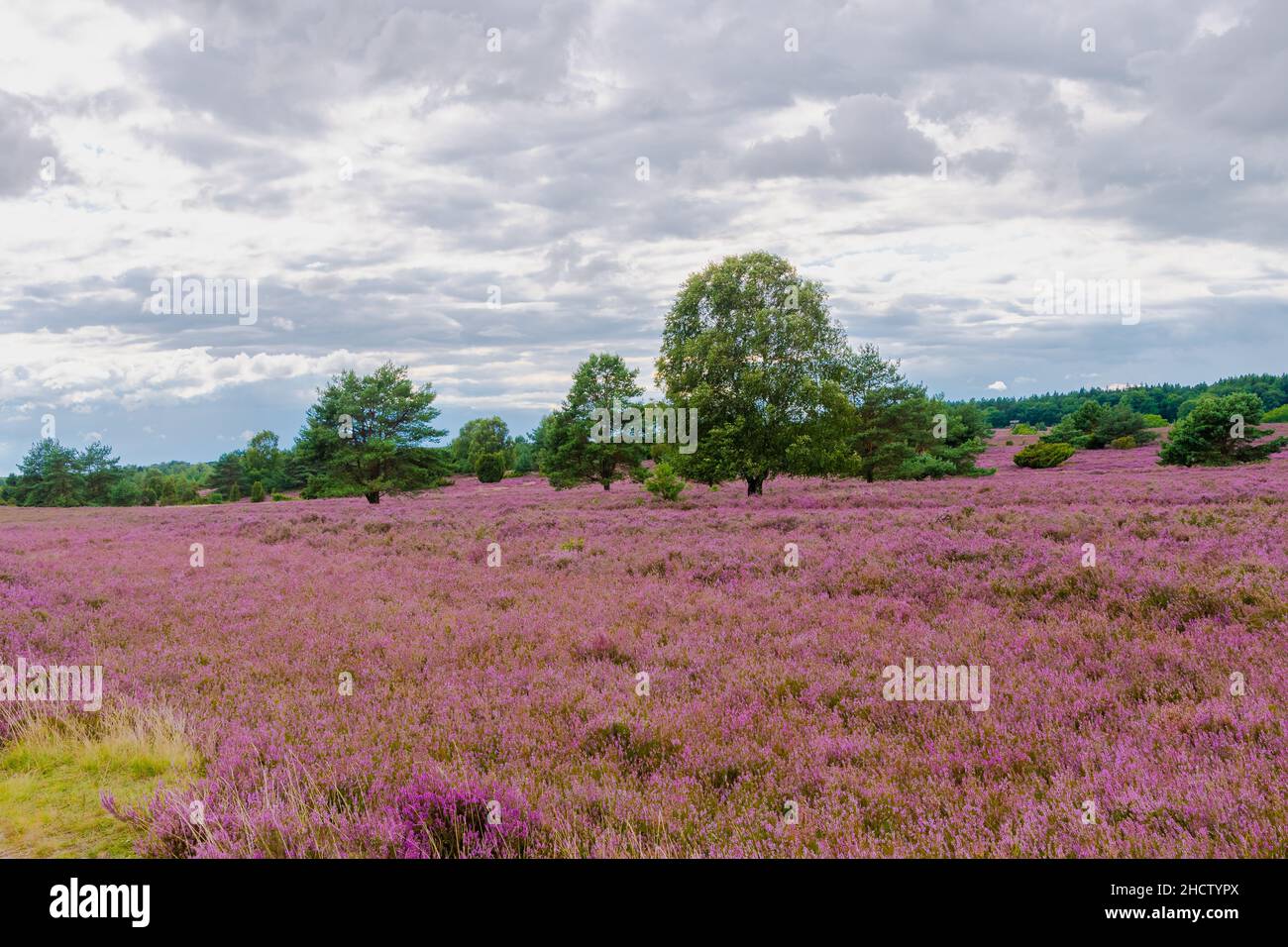 die Lüneburger Heide in Niedersachsen im Sommer zur Heideblüte Stock ...