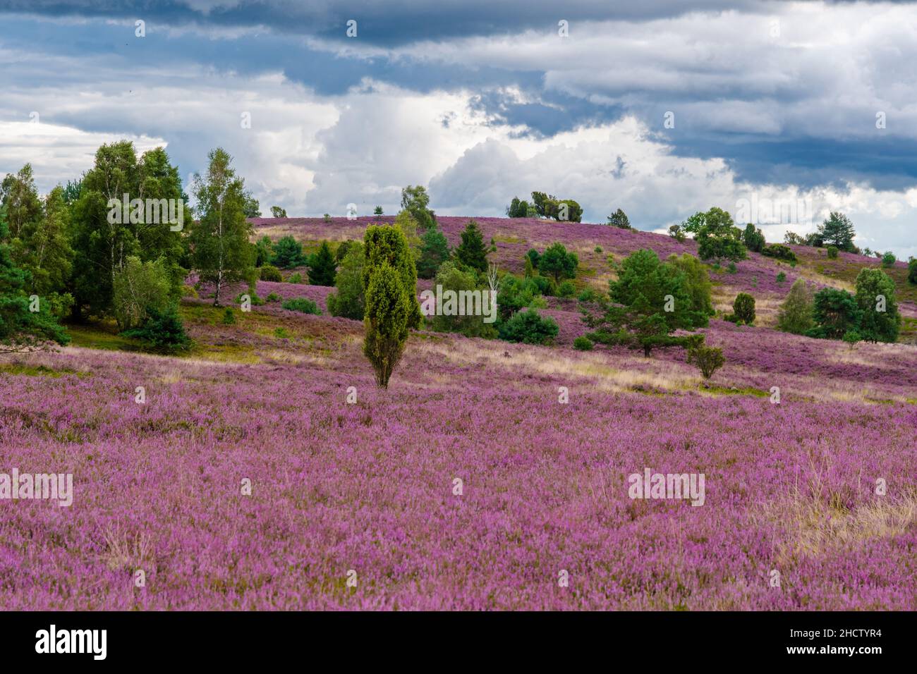 die Lüneburger Heide in Niedersachsen im Sommer zur Heideblüte Stock ...