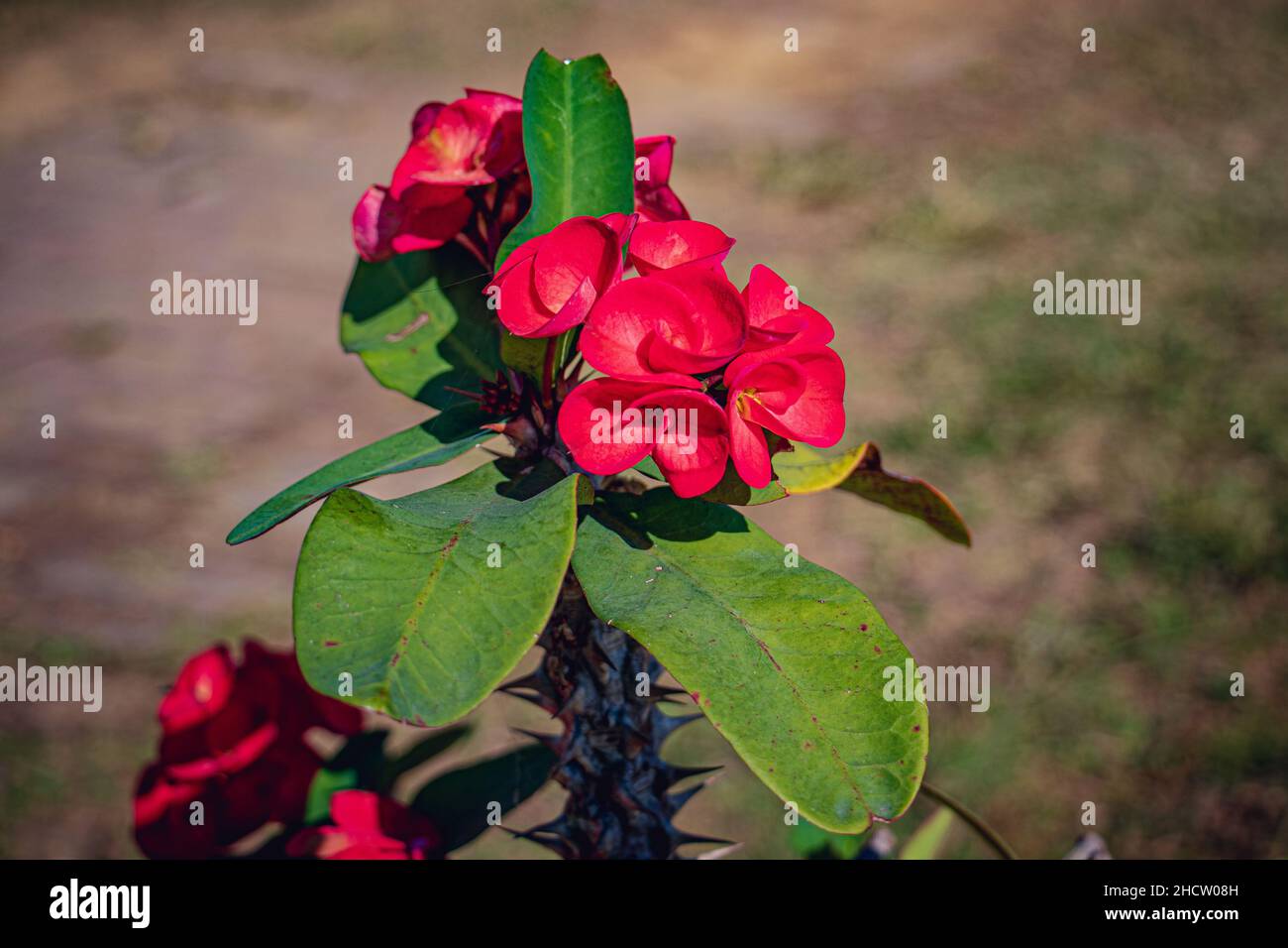Christ thorn hi-res stock photography and images - Alamy