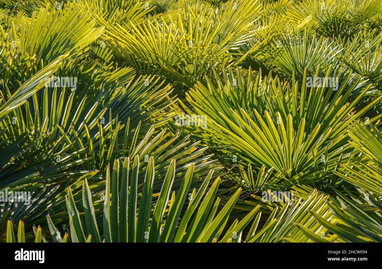 Green palm plants hi-res stock photography and images - Alamy