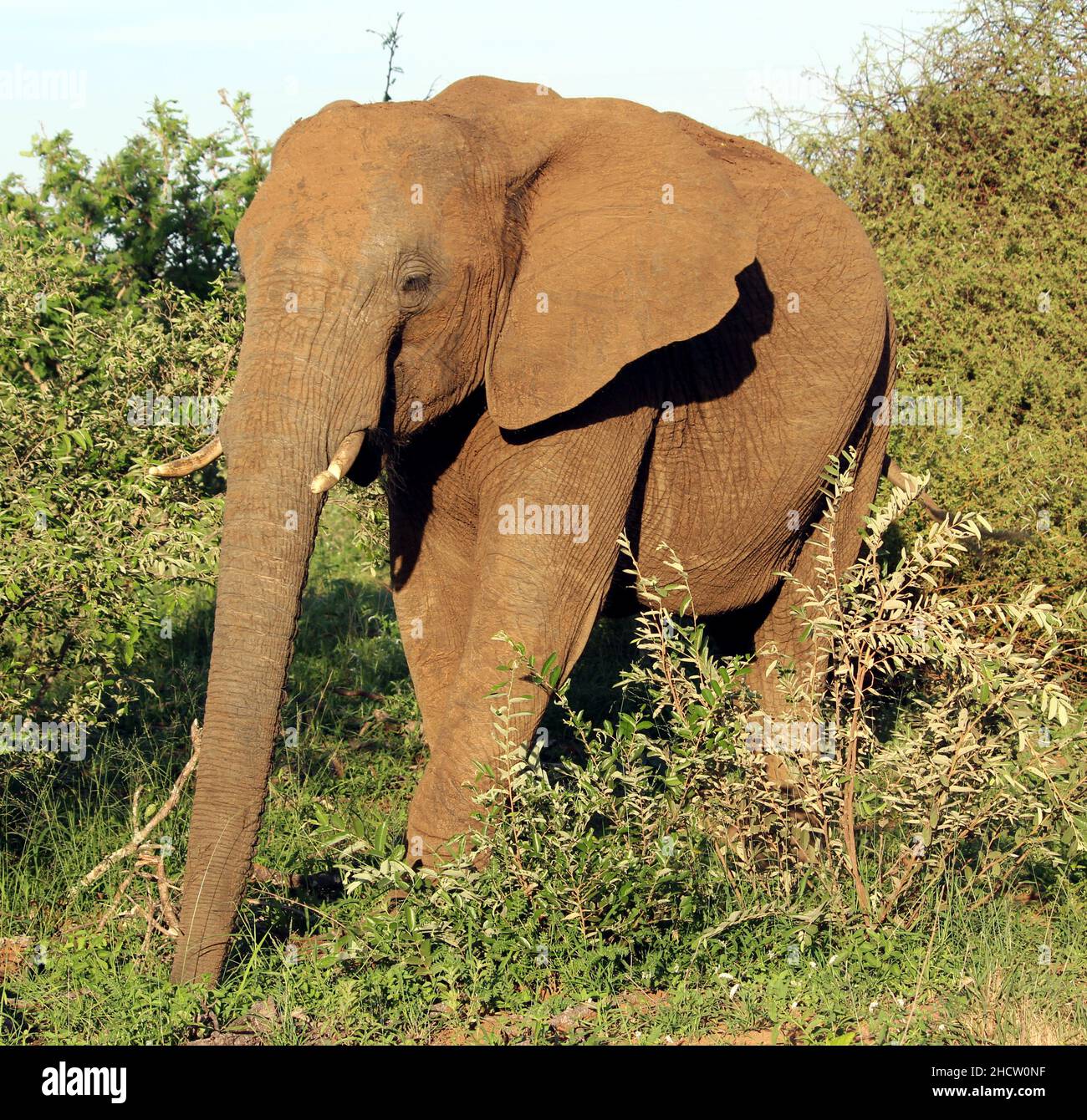 African Elephant (genus Loxodonta) roaming in the jungle : (pix SShukla ...