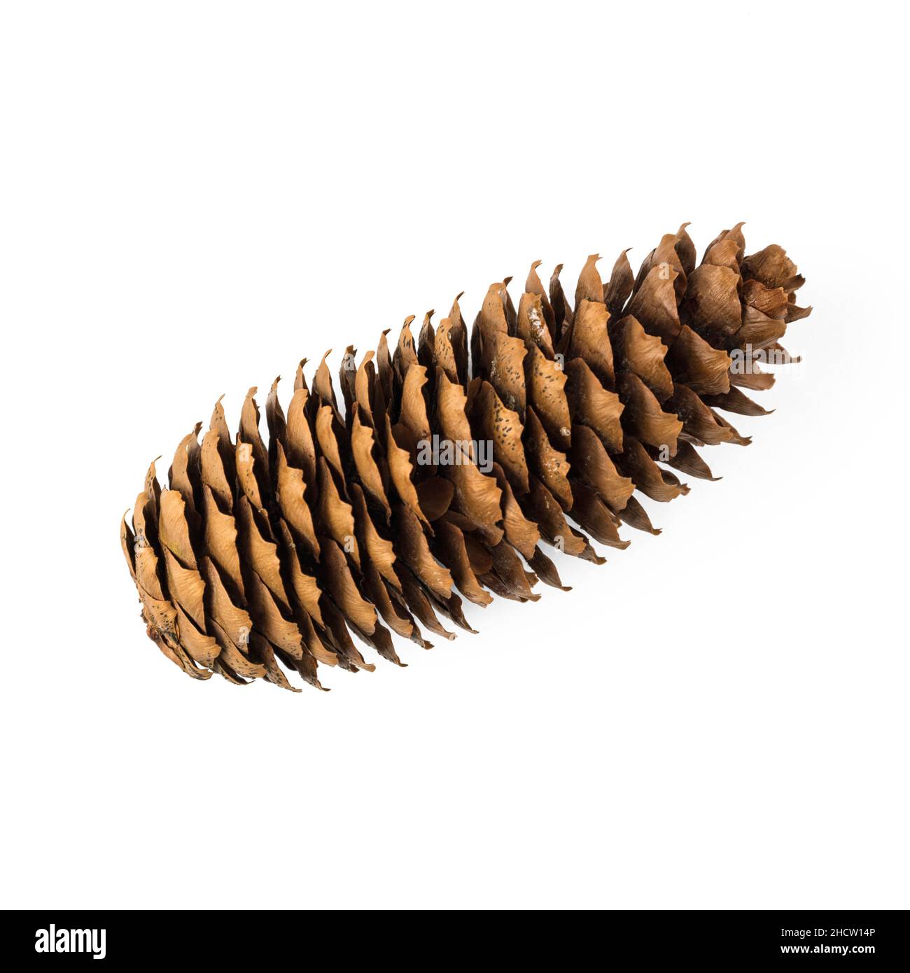 Fir tree sample hi-res stock photography and images - Alamy