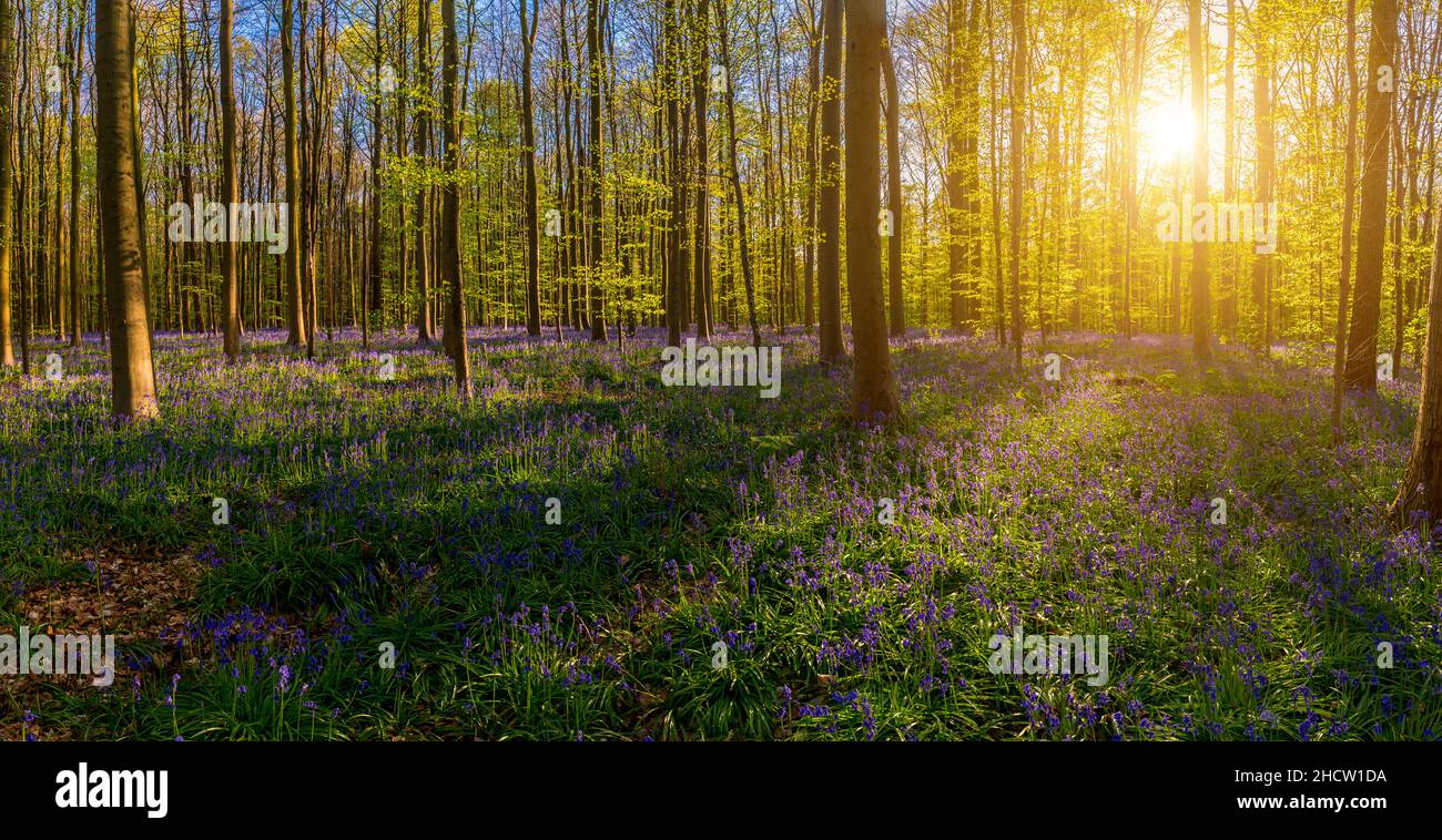 The late evening sun beams through a clump of beech trees in hallerbos ...