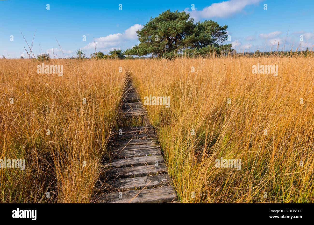 boardwalk to a bog pine at the High Fens a bog landscape at autumn ...