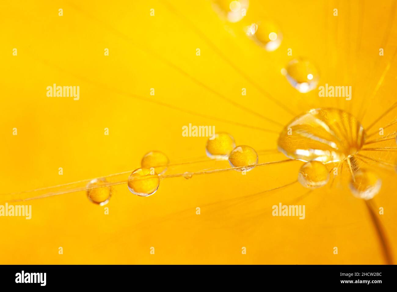 Beautiful drops on a dandelion seed. Beautiful soft background. Water ...