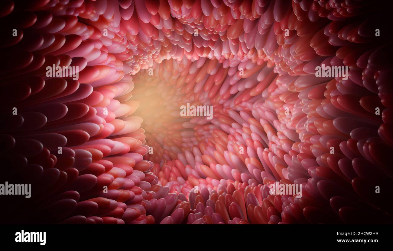 3d rendered illustration medically accurate of the intestinal villi in ...