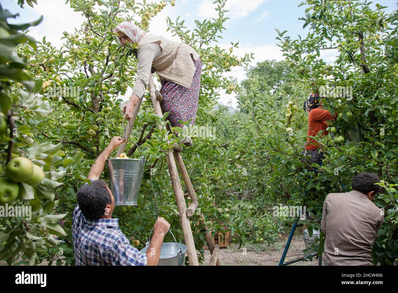 Farmers holding green apples hi-res stock photography and images - Alamy