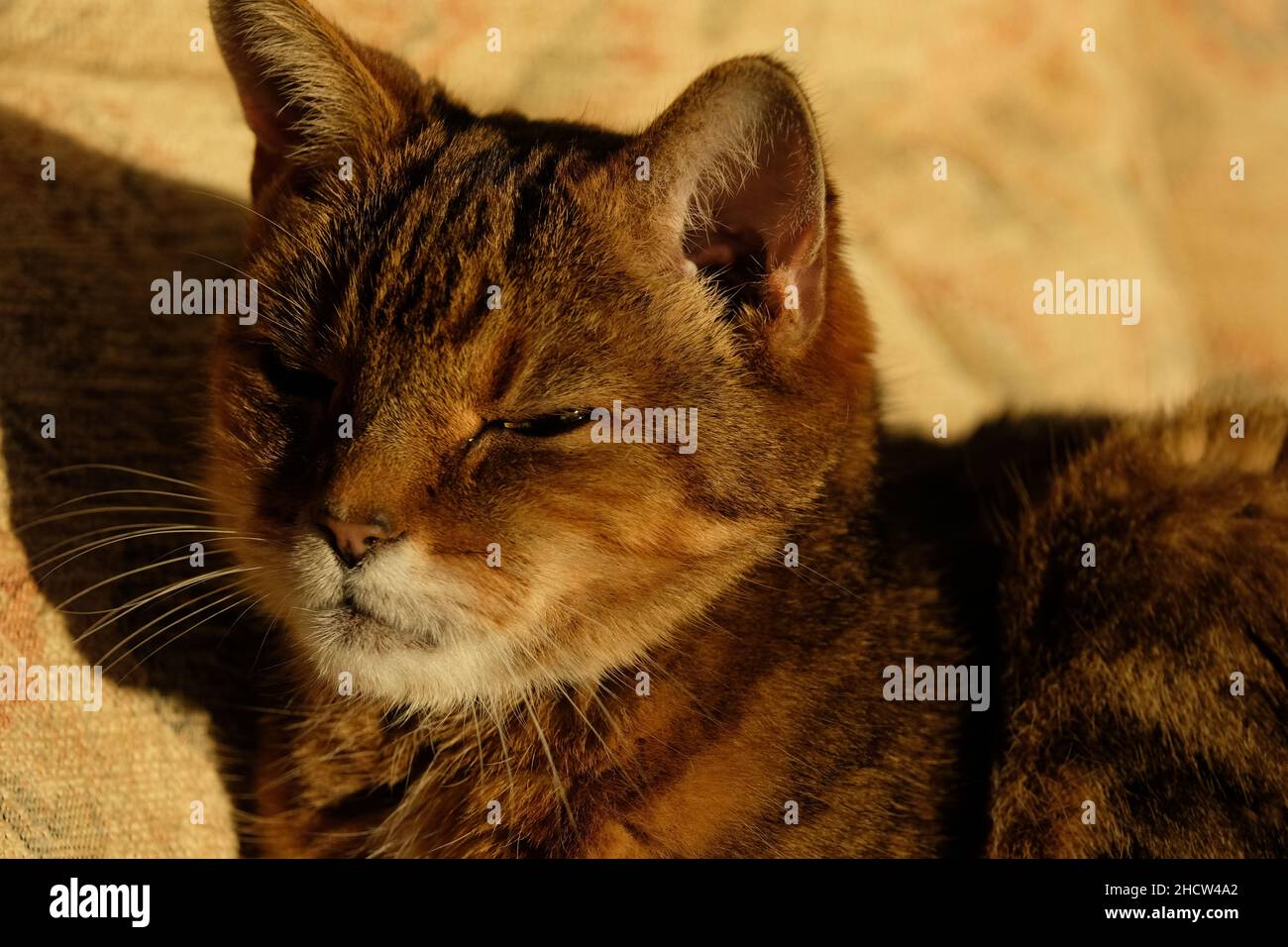 A colour photograph of a small tabby cat dozing and enjoying some ...