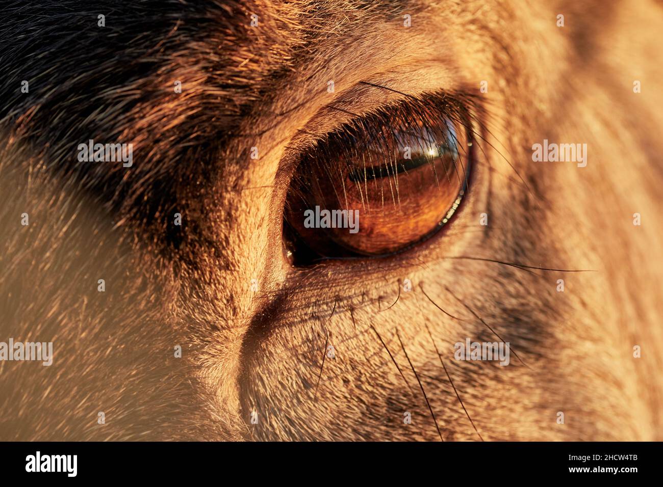 Close-up of a brown deer eye in beautiful warm sunlight Stock Photo - Alamy