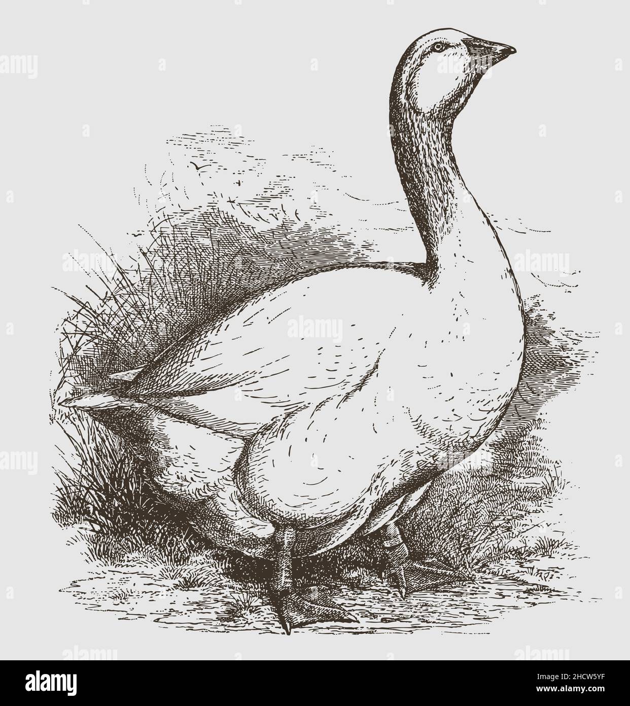Standing Embden goose in side view, looking upwards Stock Vector Image ...