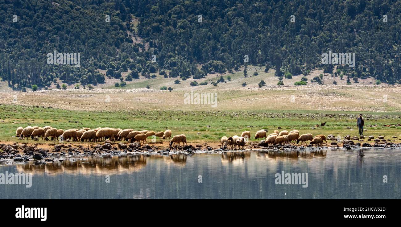 Lake Afnourir in Morocco. A shepherd and his flock of sheep on the ...