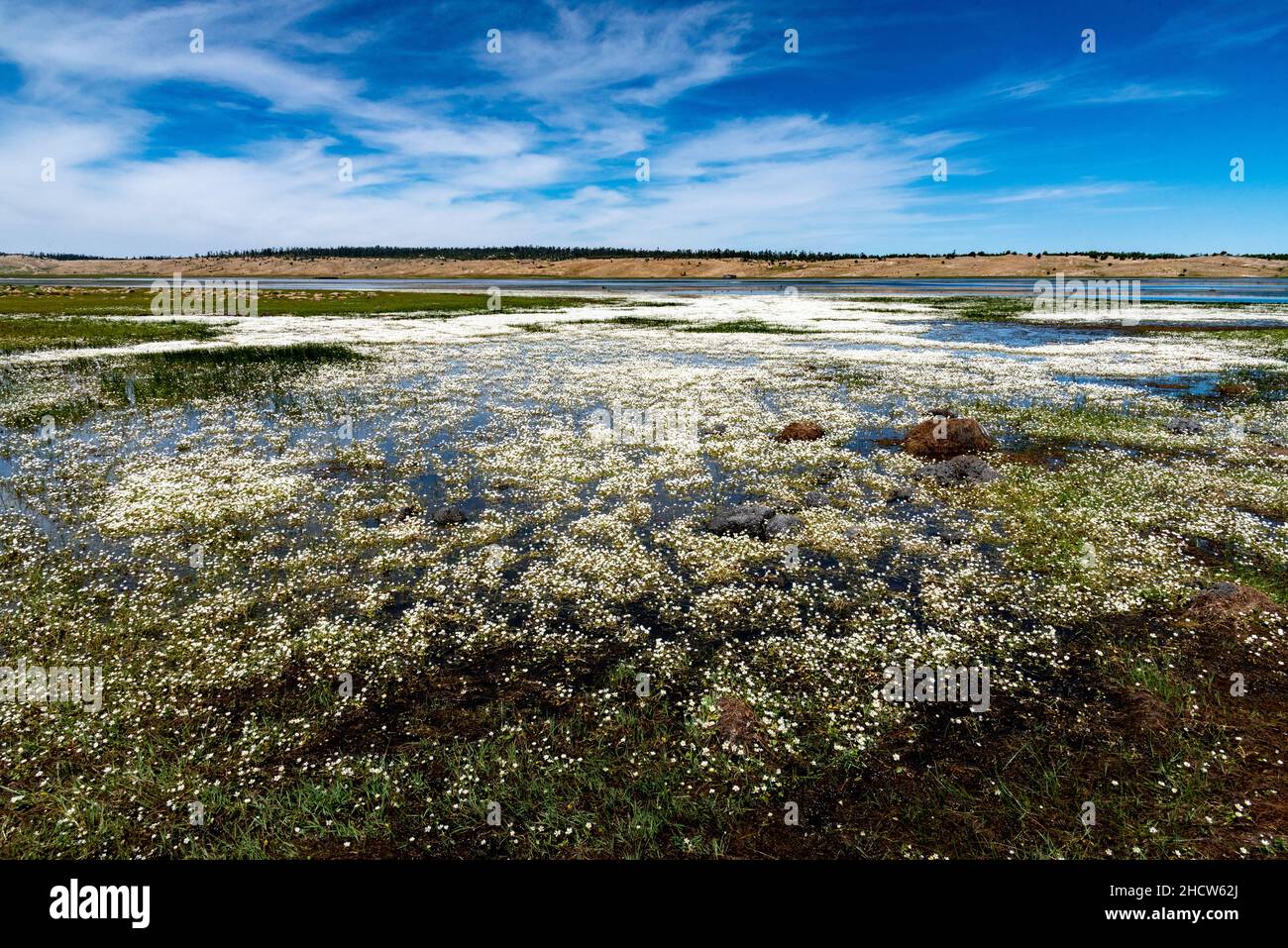 Lake Afnourir in Morocco. millions of small white flowers grow on the ...