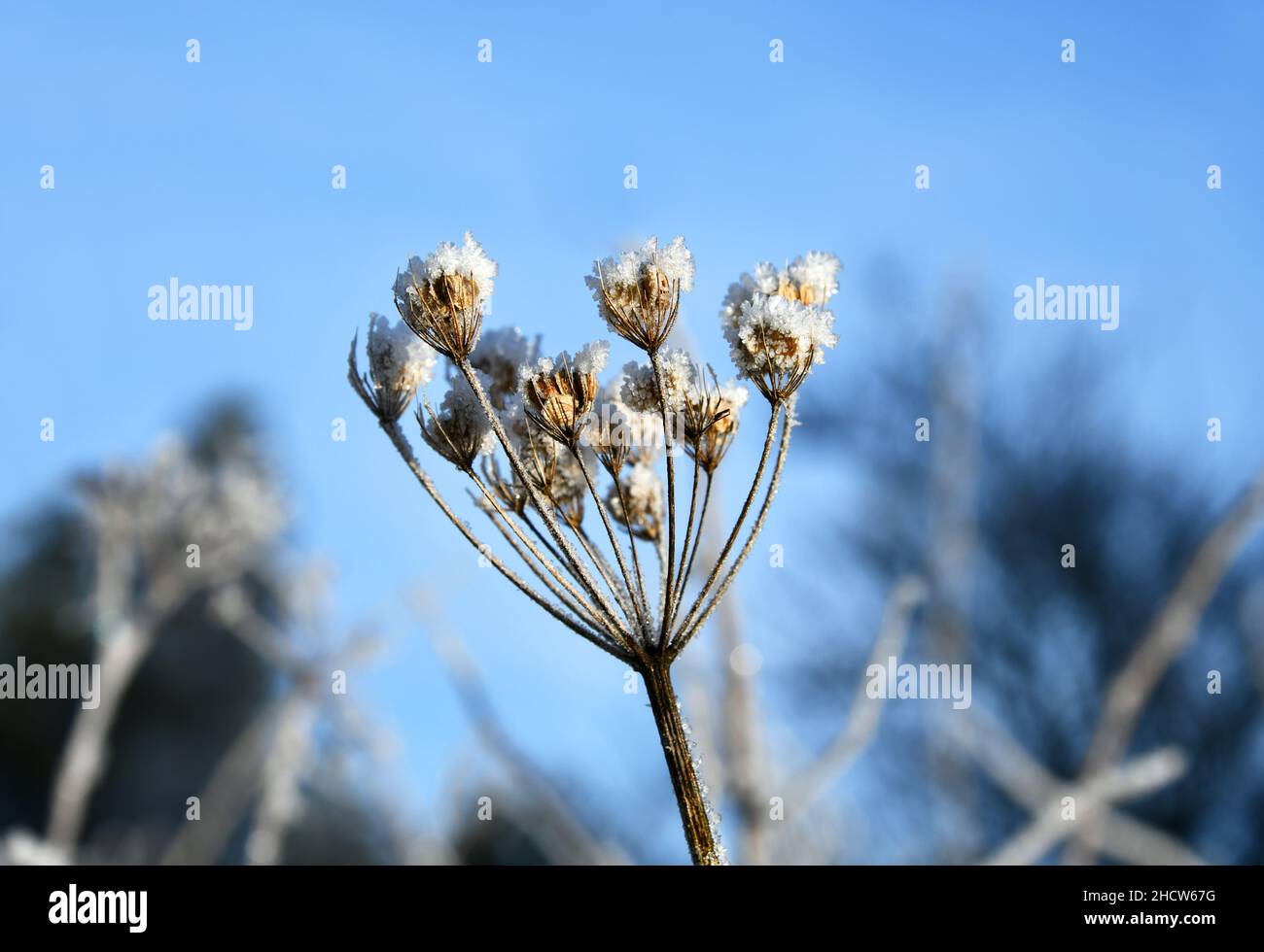 snow-covered grass in winter Stock Photo - Alamy