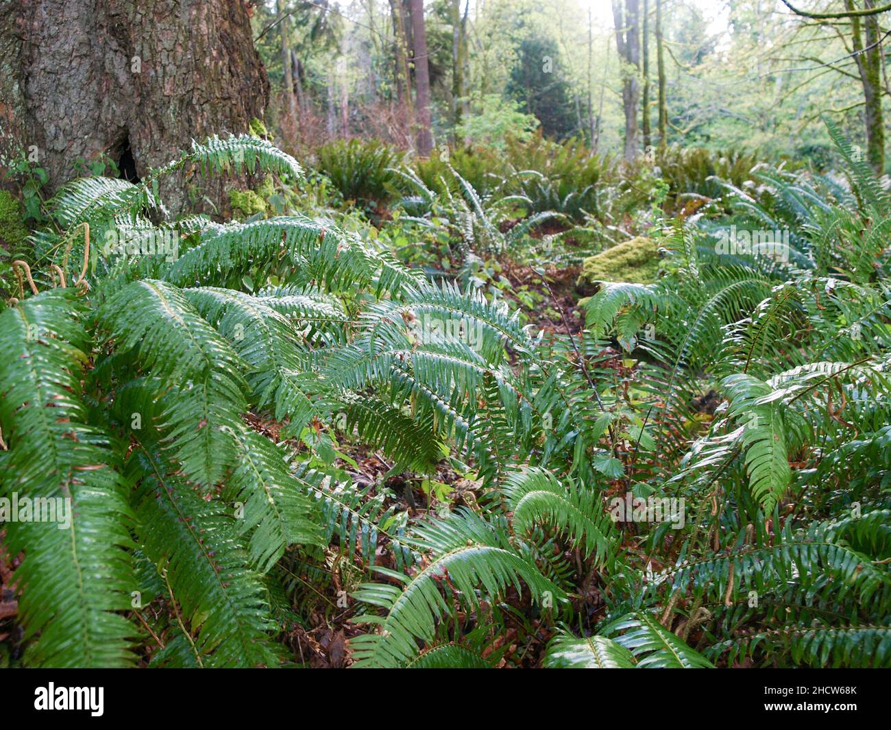 Old Growth Forest Blake Island Near Seattle, Washington USA Stock Photo ...