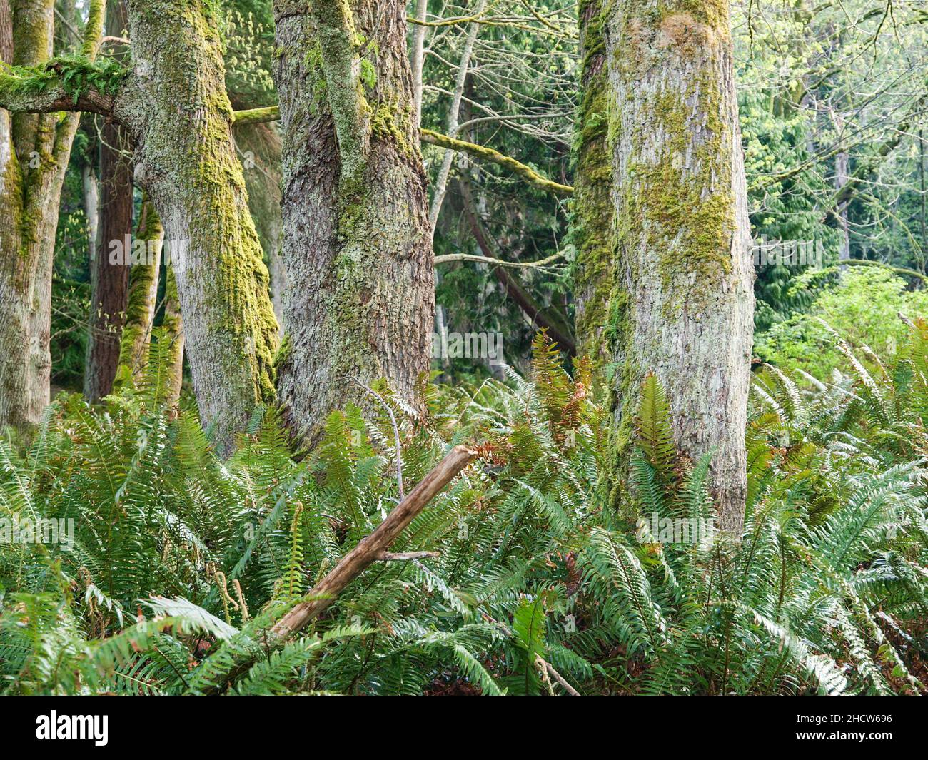 Pacific giant fir trees usa hi-res stock photography and images - Alamy