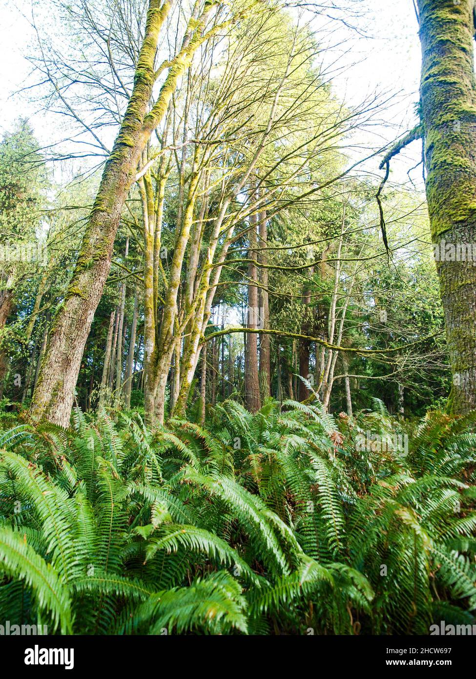Old Growth Forest Blake Island Near Seattle, Washington USA Stock Photo ...