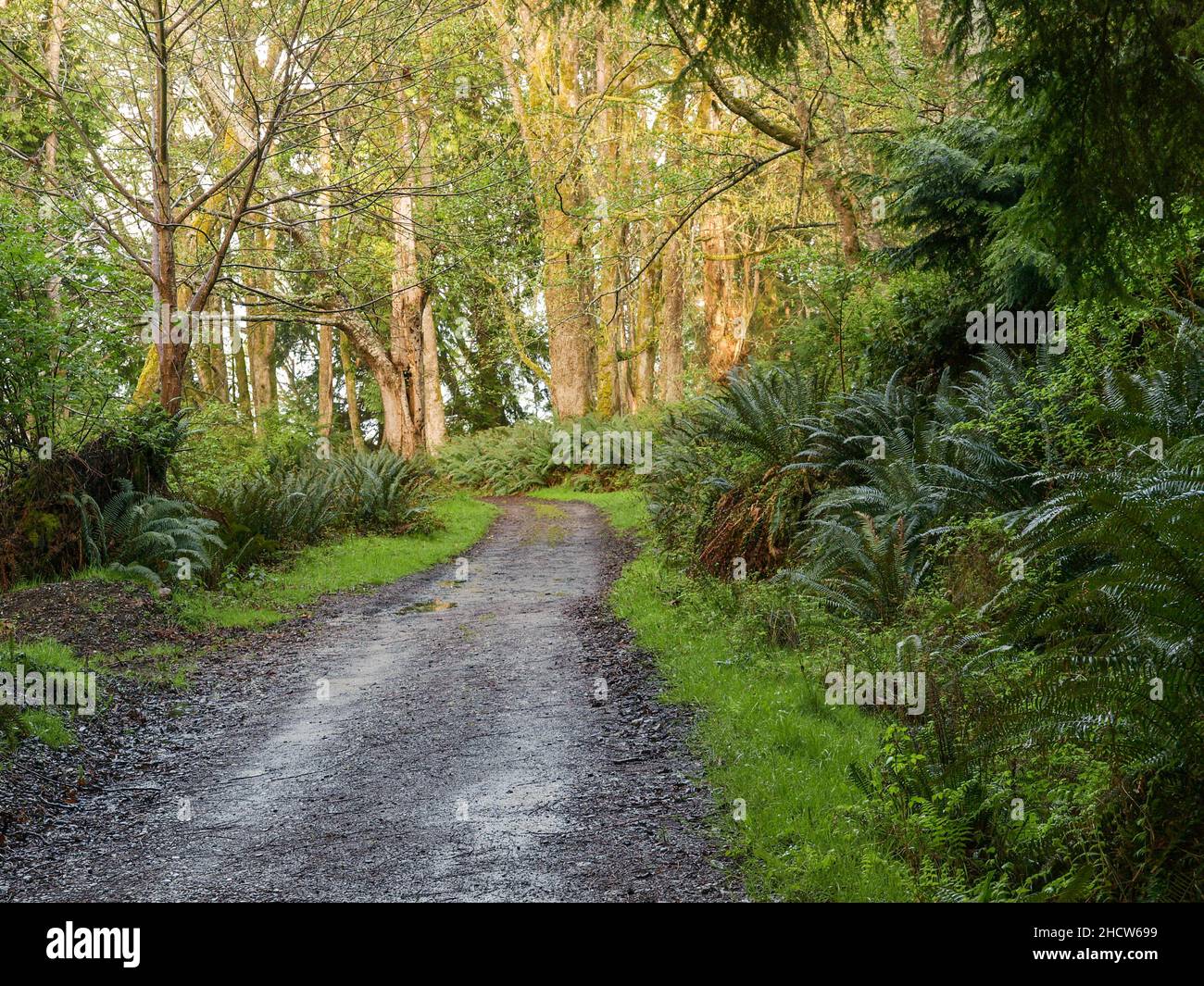 Pacific giant fir trees usa hi-res stock photography and images - Alamy