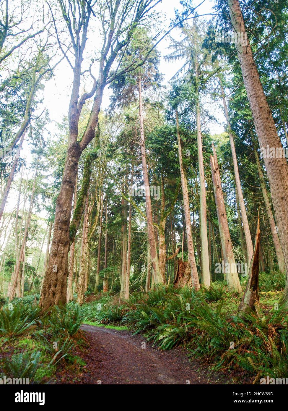 Old Growth Forest Blake Island Near Seattle, Washington USA Stock Photo ...