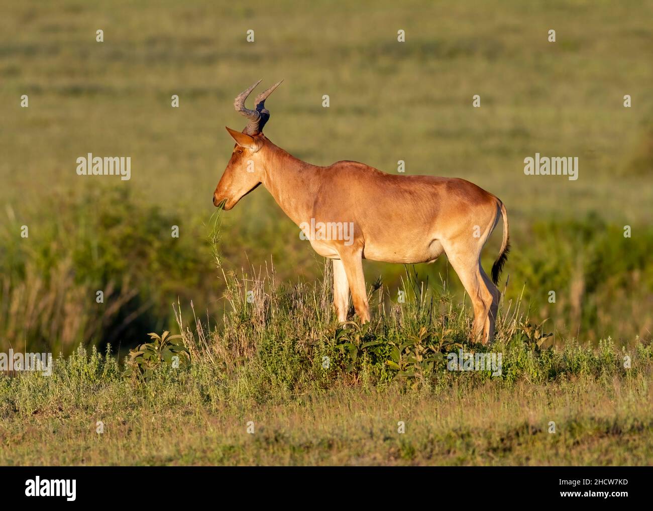 hartebeest (Alcelaphus buselaphus) standing, looking at the viewer ...