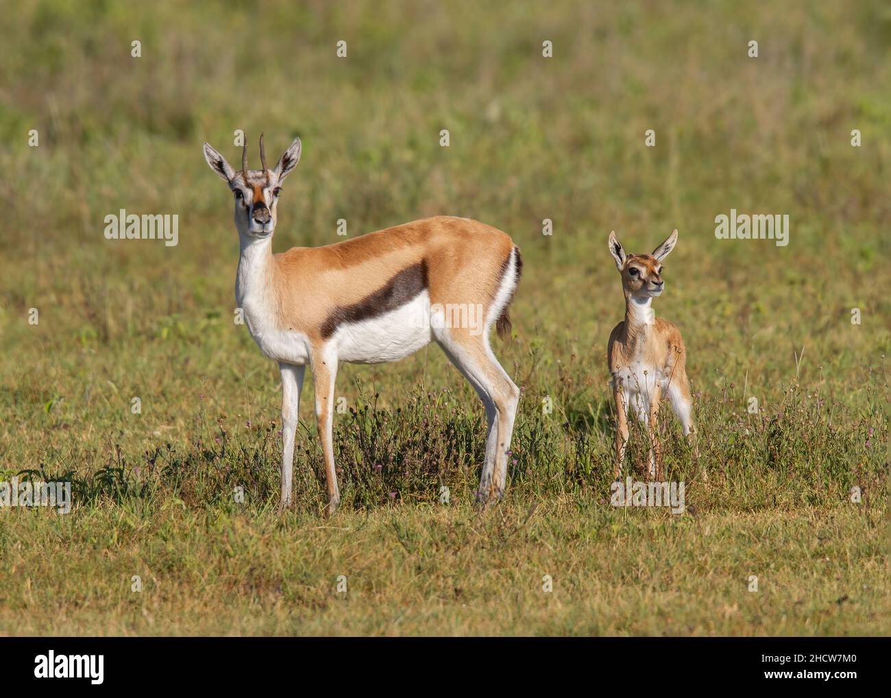 Female Thomson's gazelle (Eudorcas thomsonii) with fawn, Ngorongoro ...