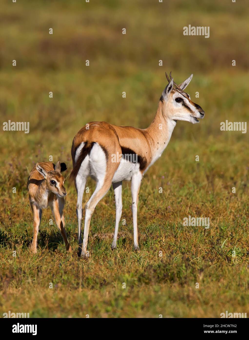 Female Thomson's gazelle (Eudorcas thomsonii) with fawn, Ngorongoro ...