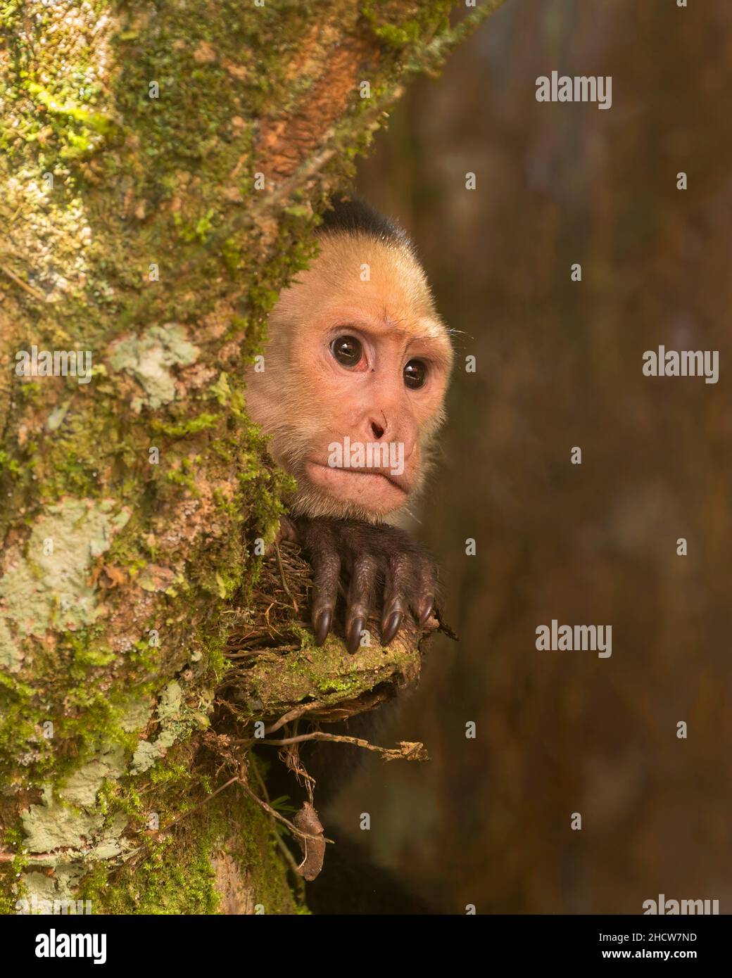 white-headed capuchin (Cebus capucinus), also known as the white-faced ...