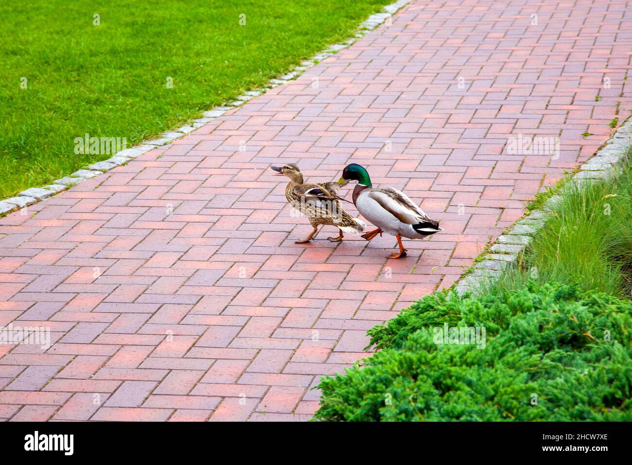 a family of wild ducks walks on a stone tile sidewalk in a park with ...